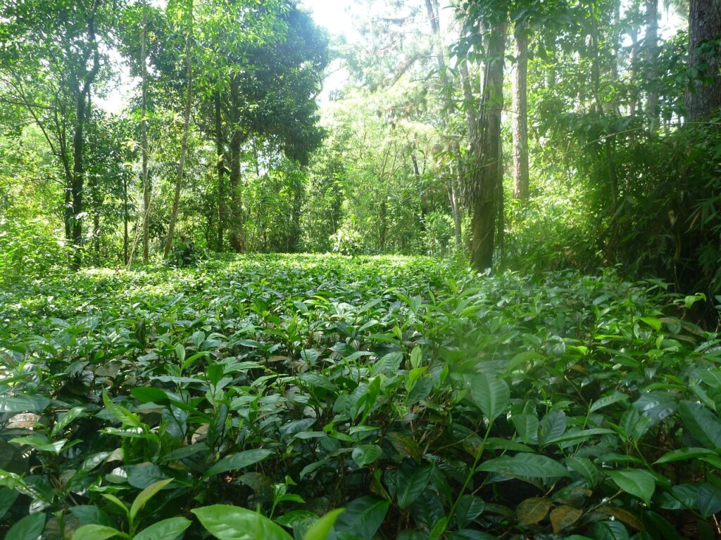 Ceylon Chai Tea: Premium Blends of Bold Ceylon Black Tea | Bulk ...